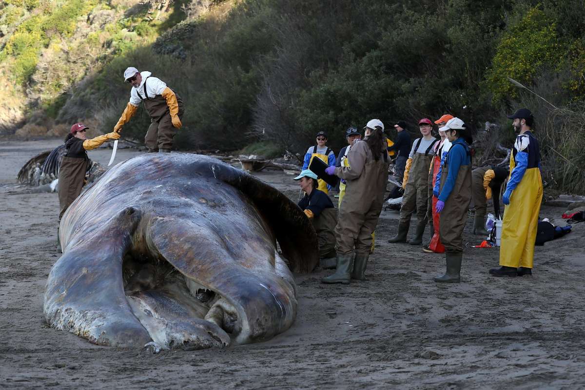 Gray whales starving, washing up dead in the SF Bay and coast - The ...