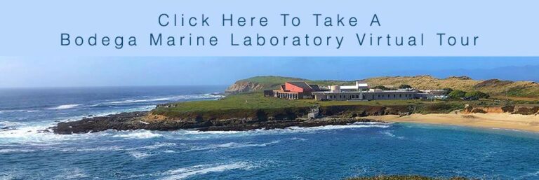 The Official Bodega Bay Area Website