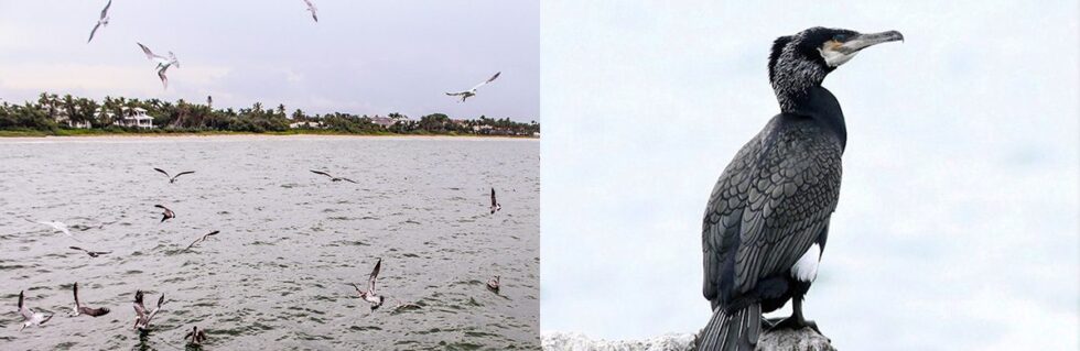 The Birds Of Bodega Bay | The Official Bodega Bay Area Website