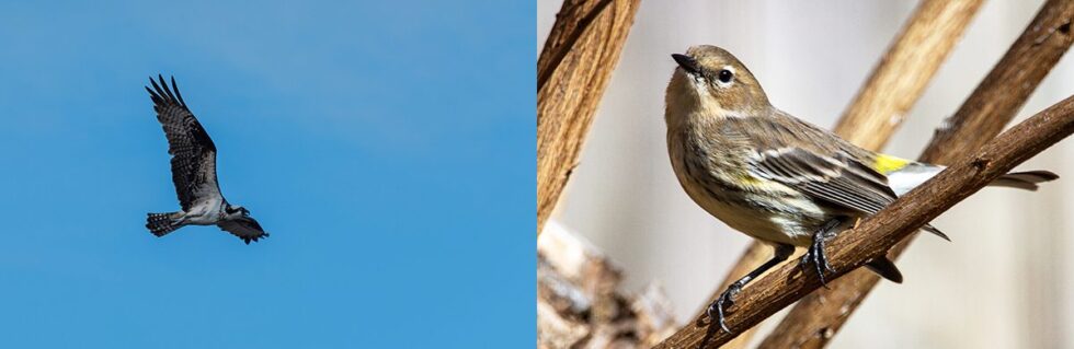 The Birds Of Bodega Bay | The Official Bodega Bay Area Website