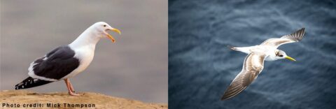 The Birds Of Bodega Bay | The Official Bodega Bay Area Website