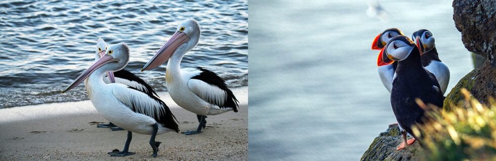 The Birds Of Bodega Bay | The Official Bodega Bay Area Website