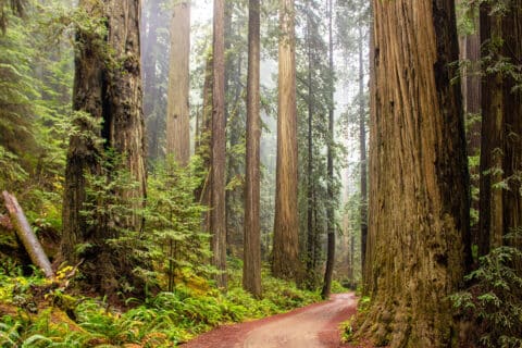 Everything You Need to Know About The Amazing Redwood Trees | The ...